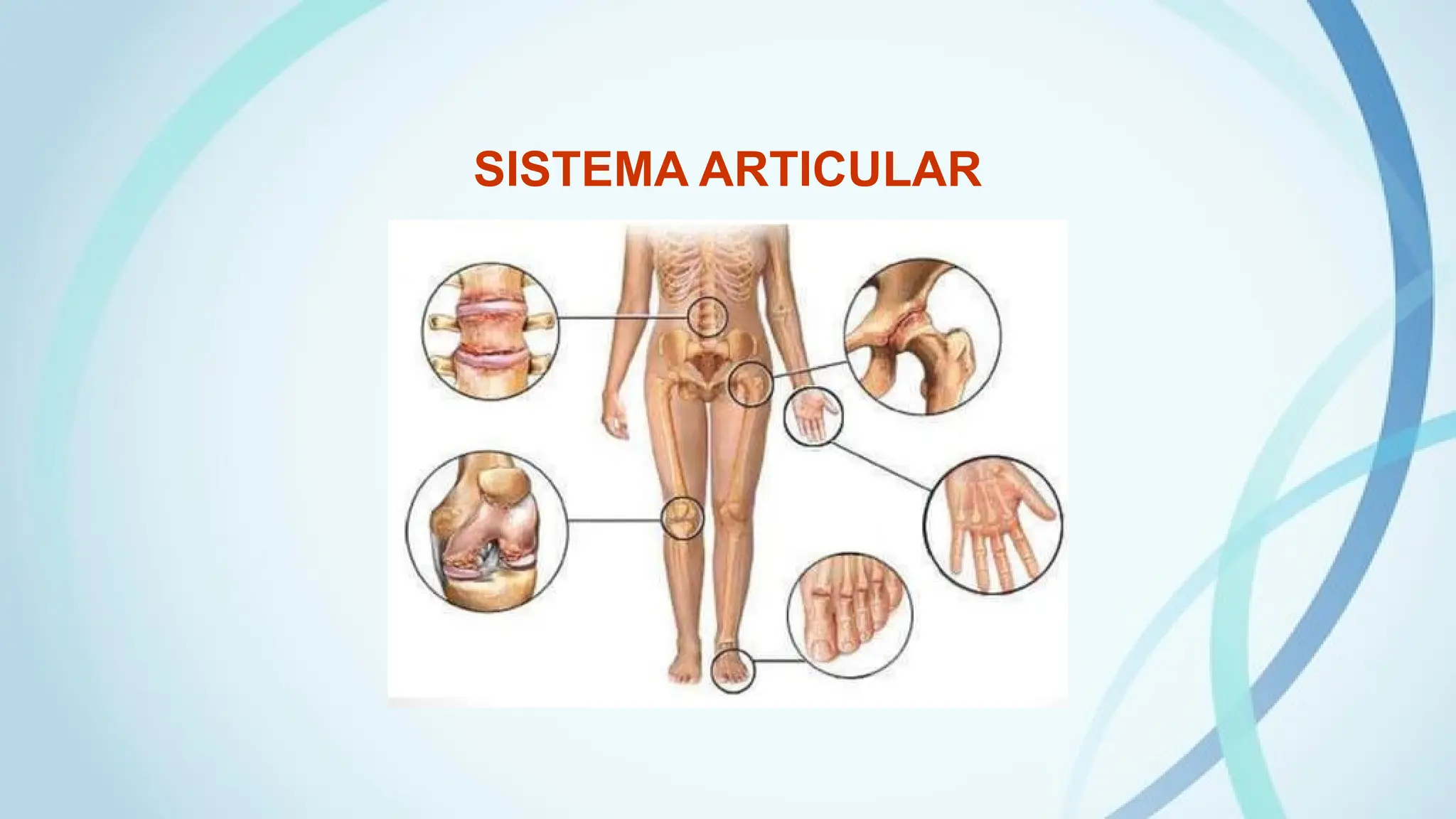 UNIDAD 2 SISTEMA ESQUELETICO Y ARTICULAR💗.pptx