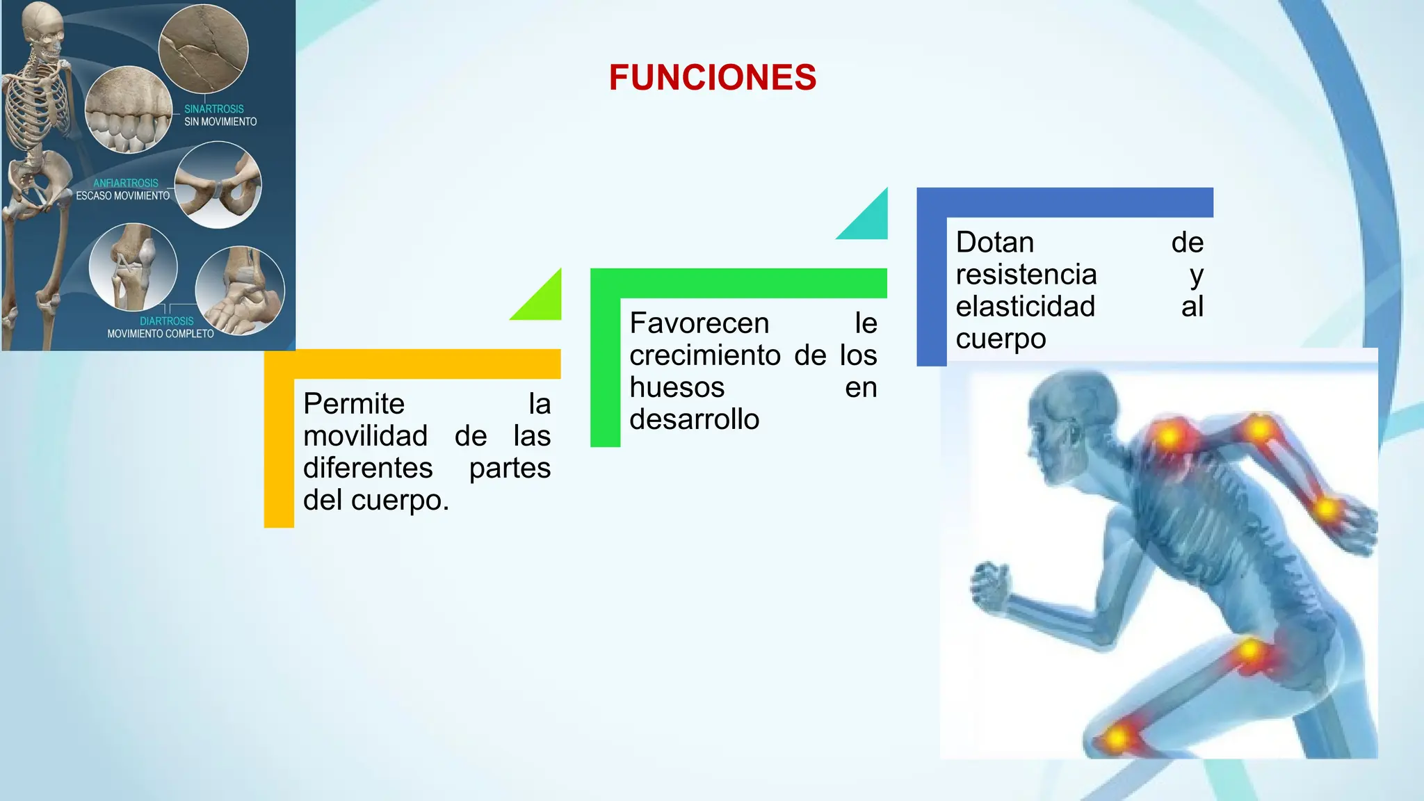 UNIDAD 2 SISTEMA ESQUELETICO Y ARTICULAR💗.pptx