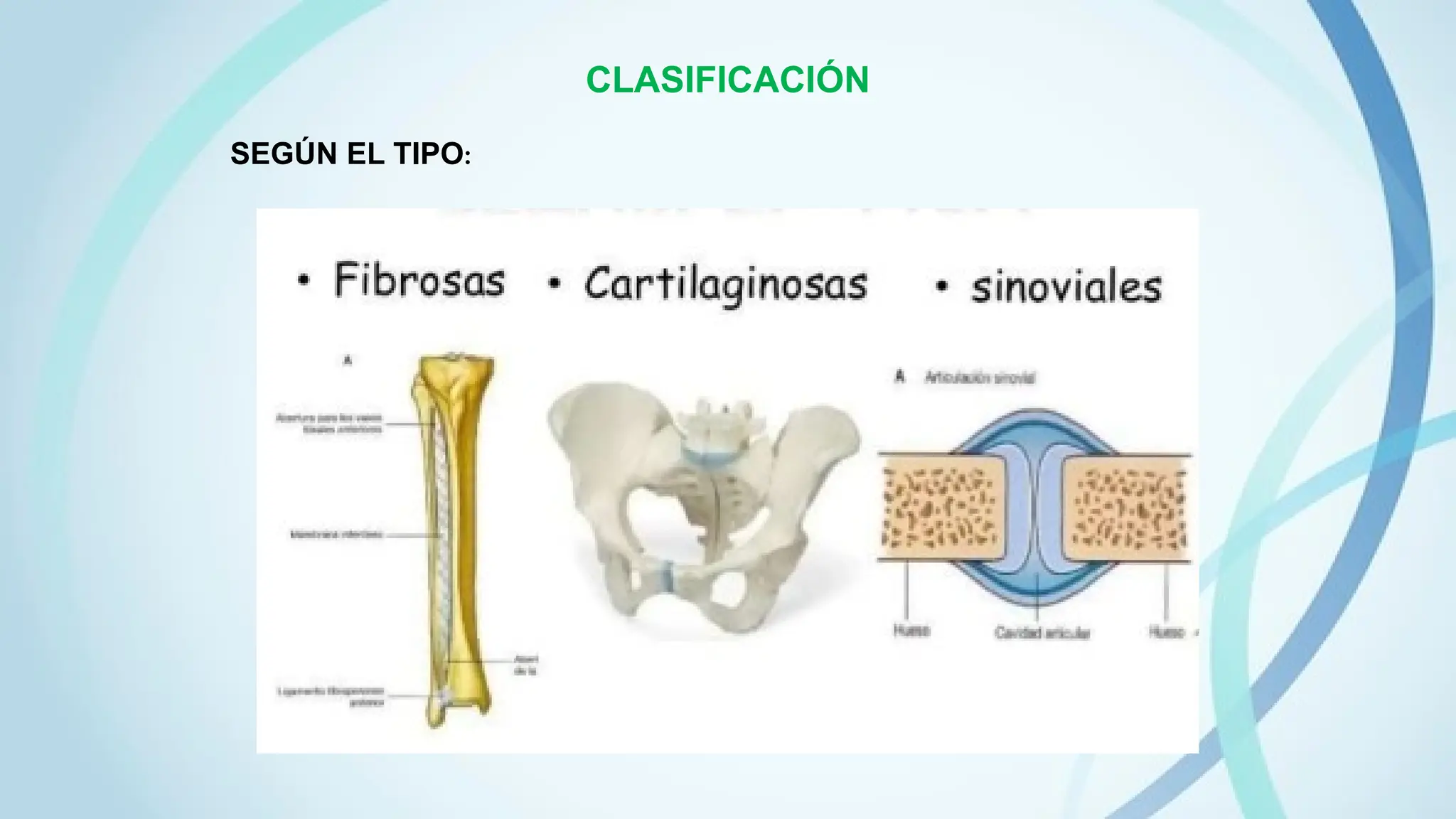 UNIDAD 2 SISTEMA ESQUELETICO Y ARTICULAR💗.pptx