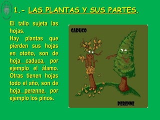 Unidad 3. las plantas | PPT