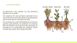 Unidad 3 La raíz, nutrición vegetal IIAS | PPTX