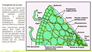 Unidad 3 La raíz, nutrición vegetal IIAS | PPTX
