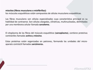 unidad 3 anatomia musculoesqueletica.pptx
