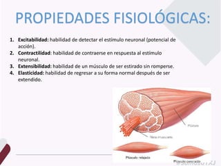 unidad 3 anatomia musculoesqueletica.pptx
