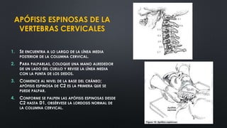 Examen funcional de la columna vertebral, KINESIOLOGIA | PPTX