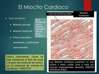 Fisiopatología Cardíaca: Anatomía, Función y Enfermedades del Corazón | PDF