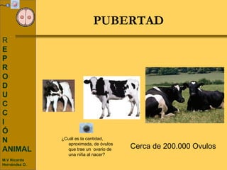 Unidad 3 hormonas de la hembra | PPT