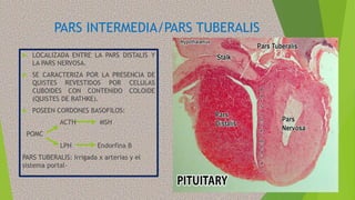 UNIDAD 3 SISTEMA ENDOCRINO I parte (1).pptx