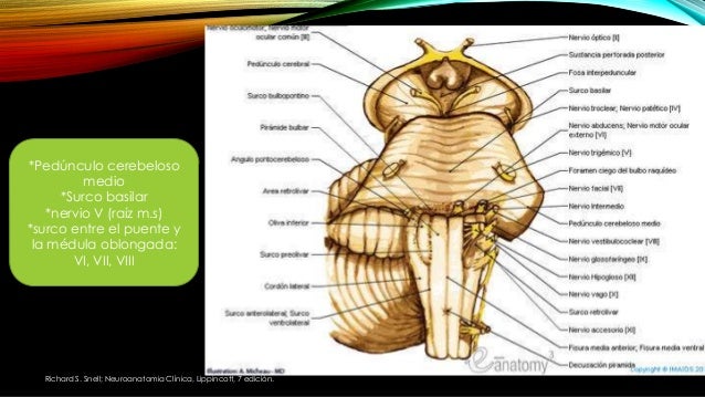 Sistema nervioso central(Tallo cerebral)