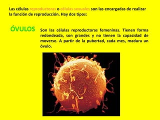 Unidad 4. La ReproduccióN Humana 97 | PPT