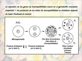 Unidad 4.- Mecanismos de incompatibilidad | PDF