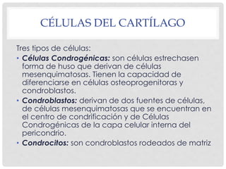 Unidad 4,tejido cartilaginoso y óseo | PDF