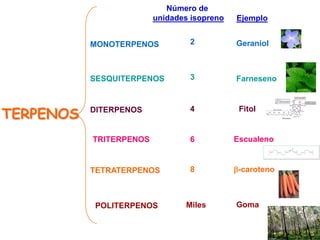 Unidad 5. LIPIDOS.pdf Las funciones de los lípidos incluyen ...