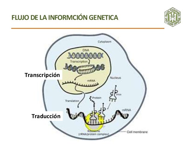 Unidad 5 el flujo de la información genética