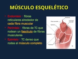 UNIDAD 5 - TEJIDO MUSCULAR - ROSS.pptx