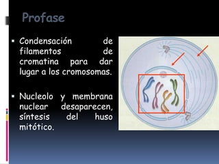 Unidad 6 Mitosis y Meiosis | PPTX