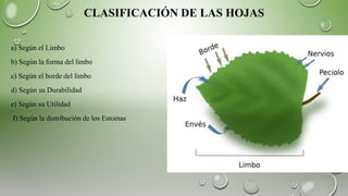Unidad 6. botánica general, tema la hoja | PDF