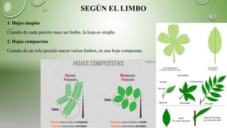 Unidad 6. botánica general, tema la hoja | PDF