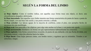 Unidad 6. botánica general, tema la hoja | PDF