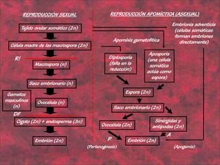 Unidad 7.- Reproducción asexual | PDF