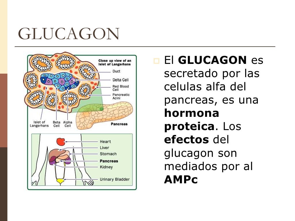Donde Se Produce La Insulina _ Como se produce la insulina en las ...