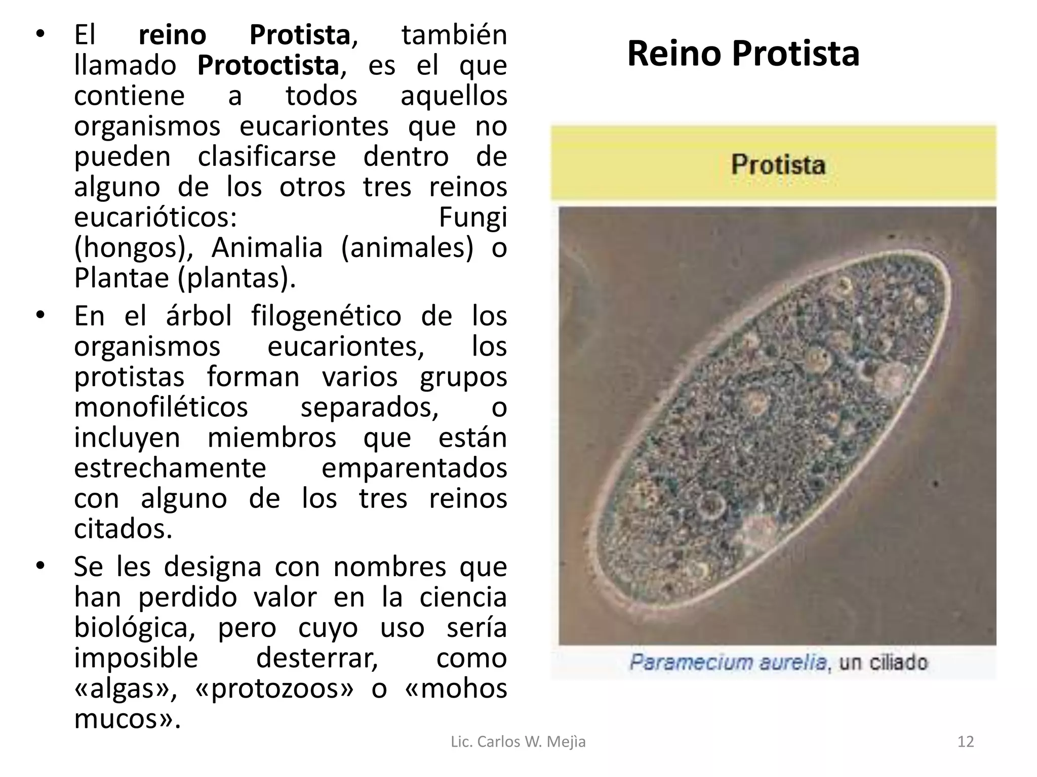 Clasificando los seres vivos | PPTX