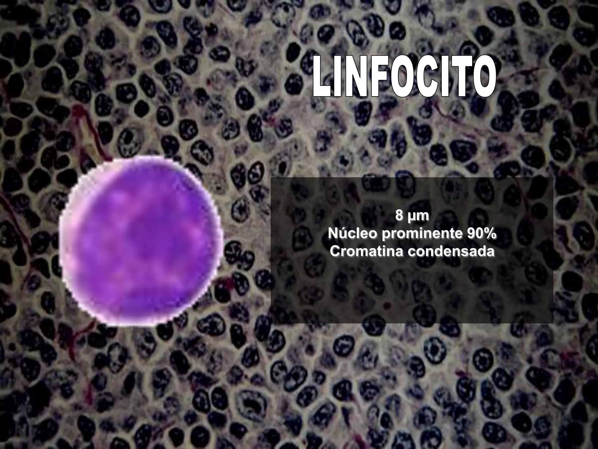 Unidad 8 tejido linfoide | PPTX