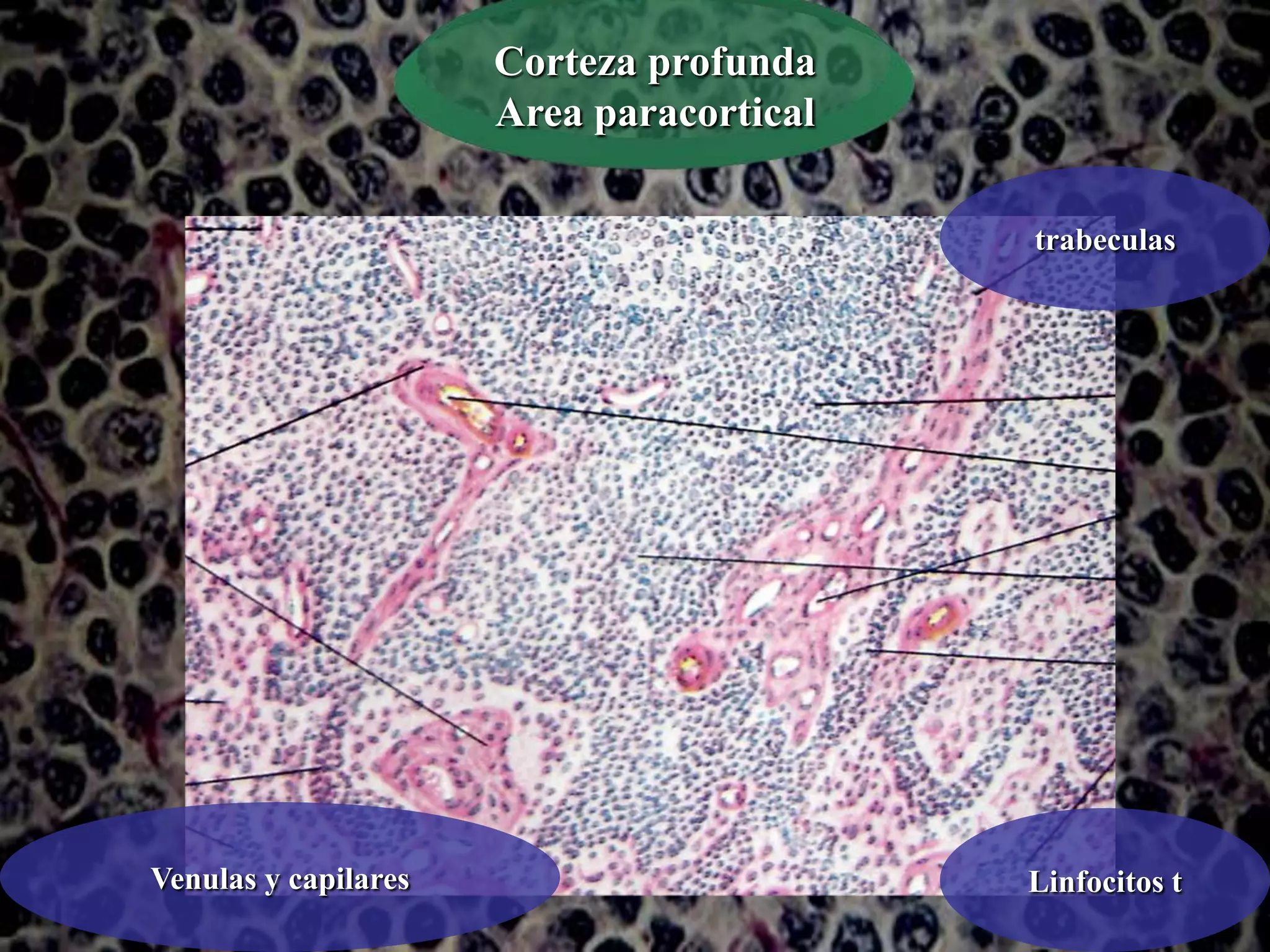 Unidad 8 tejido linfoide | PPTX