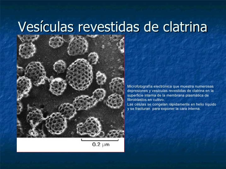 Unidad 9. Membrana plasmática y otros orgánulos membranosos