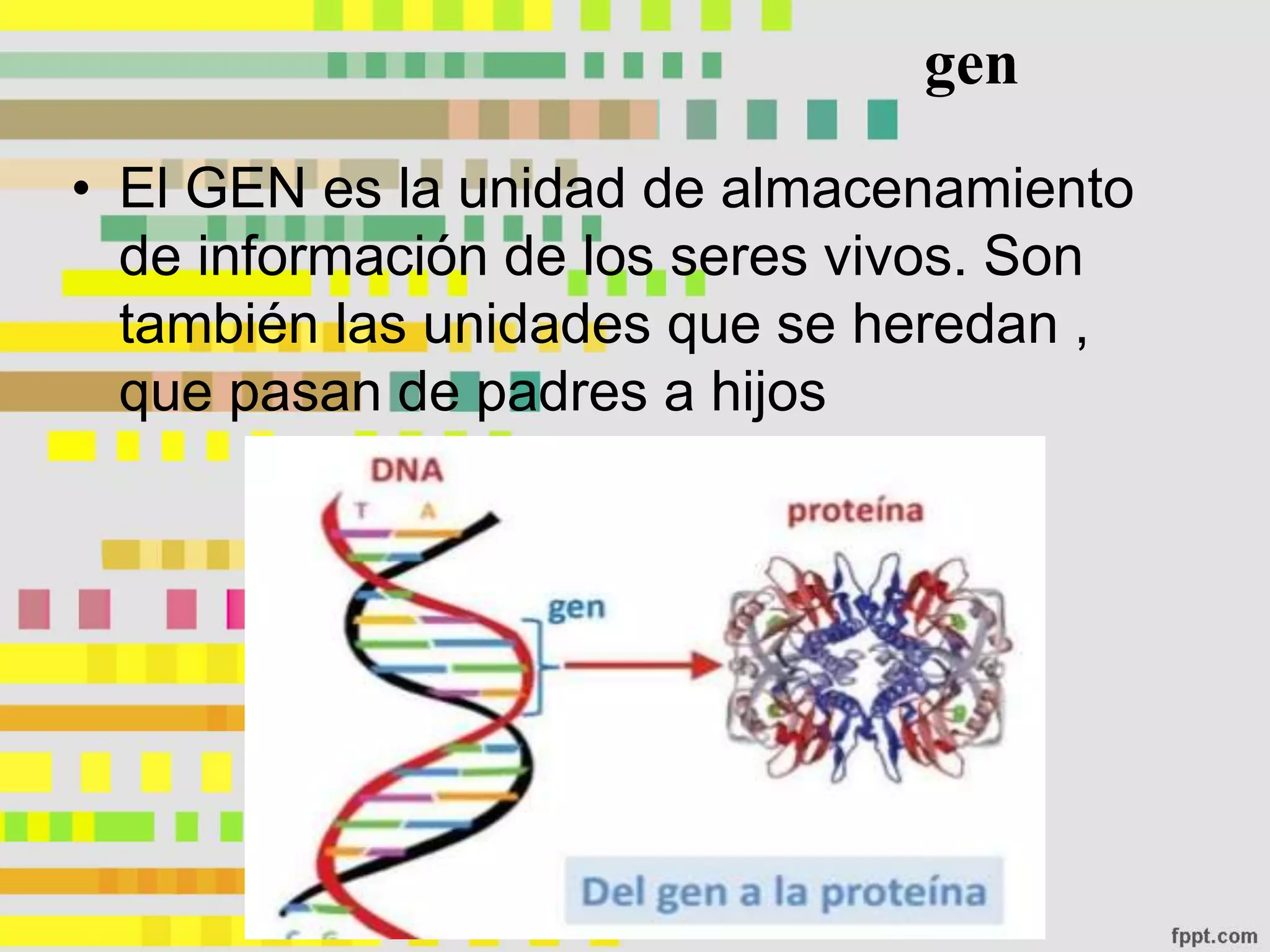 Unidad 9 ADN, descubrimiento, estructura y función | PPT