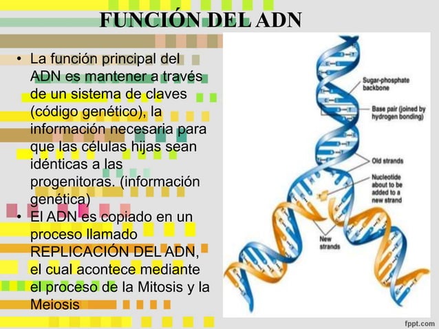 Unidad 9 ADN, descubrimiento, estructura y función | PPT
