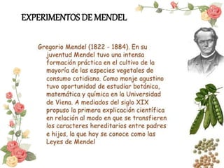 Unidad 9 EXPERIMENTOS DE MENDEL | PPT