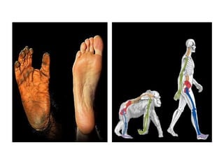 Unidade 2 Bipedismo | PPTX