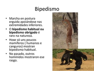 Unidade 2 Bipedismo | PPTX