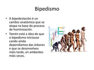 Unidade 2 Bipedismo | PPTX