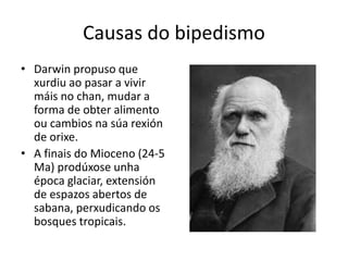 Unidade 2 Bipedismo | PPTX