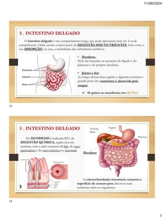 UNIDADE 6- SISTEMA DIGESTÓRIO anatomia.pdf