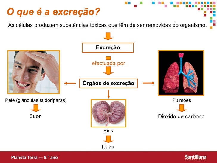 Unidade 7 sistema-excretor-
