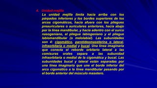 UNIDADES Y SUBUNIDADES ESTETICAS DE LA CARA | PPTX