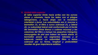 UNIDADES Y SUBUNIDADES ESTETICAS DE LA CARA | PPTX