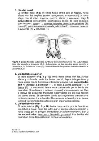 UNIDADES Y SUBUNIDADES ESTETICAS DE LA CARA | DOC