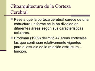 Anatomía Externa del encéfalo y la Corteza Cerebral | PPT