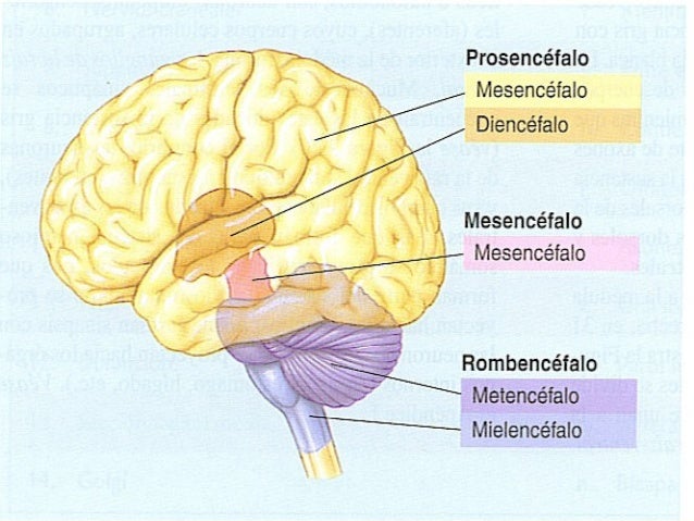 Anatomía Externa del encéfalo y la Corteza Cerebral