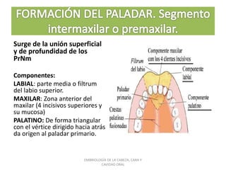 EMBRIOLOGÍA BUCOMAXILOFACIAL | PPTX