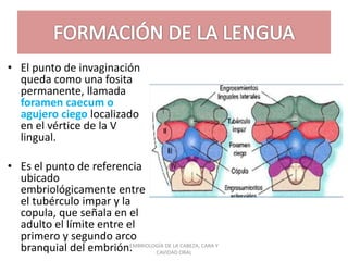 Embriología Del Foramen Ciego