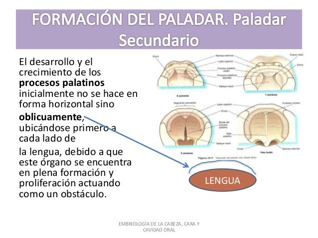 EMBRIOLOGÍA BUCOMAXILOFACIAL