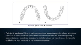 Introducción a la Anatomía Dental | PPTX