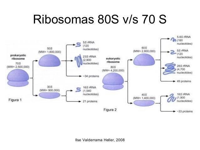 Ribosomas 70s