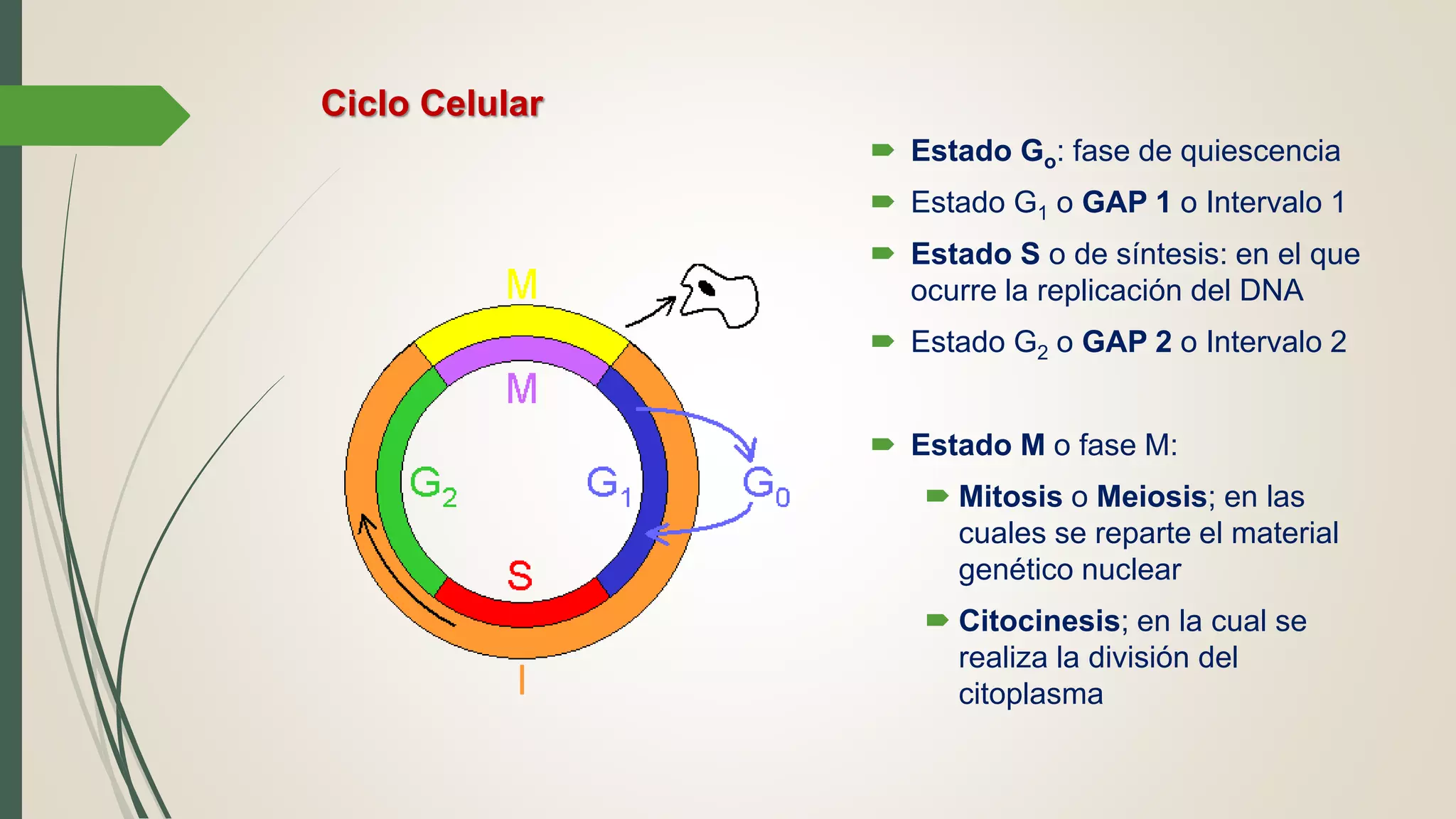 Ciclo Celular | PPT
