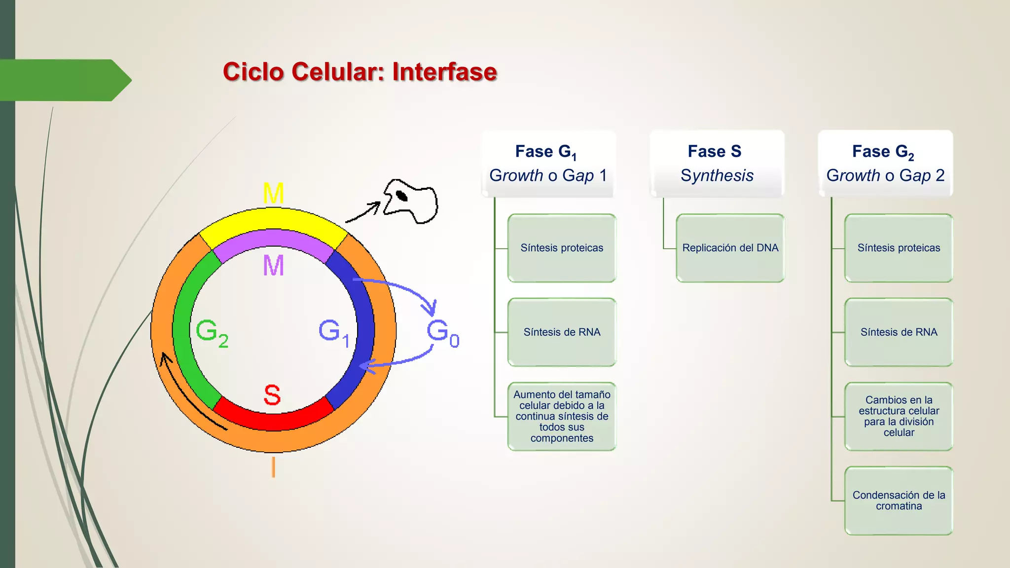 Ciclo Celular | PPT